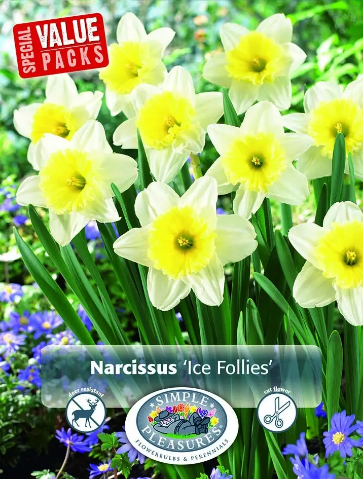 Narcissus Large Cupped Ice Follies | Capper 20 x 12 - De Vroomen