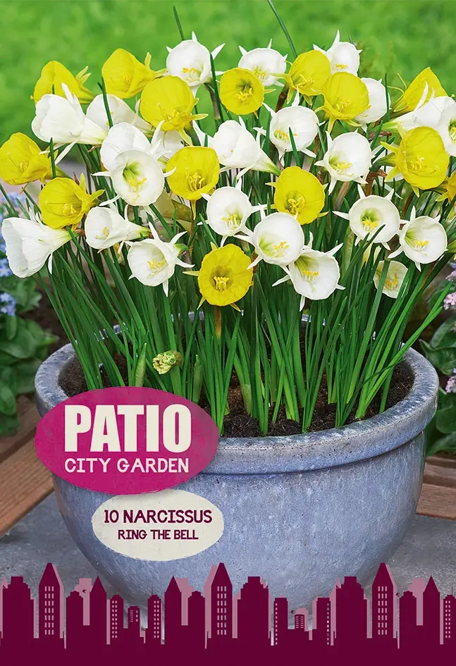 Narcissus Ring The Bell | Capper 20 x 10 - De Vroomen