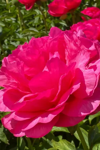 Paeonia Cytherea | 60 pcs - De Vroomen