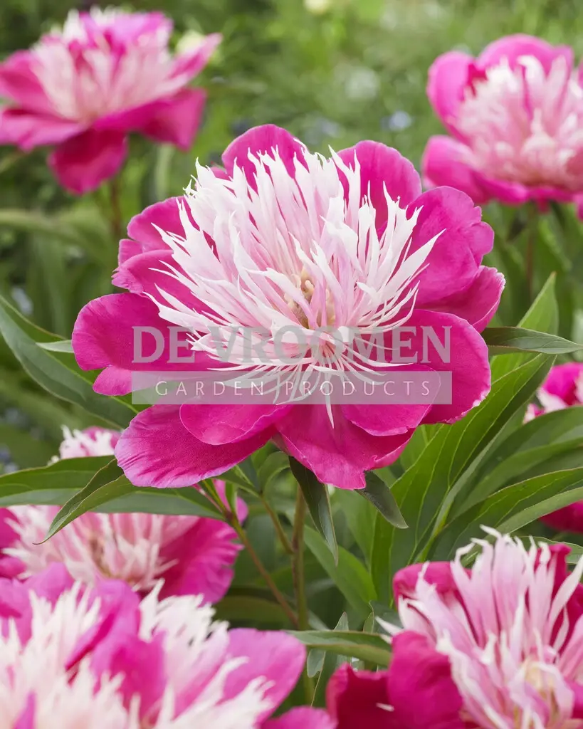 Paeonia Fantastic | 15 pcs - De Vroomen