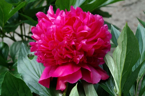 Paeonia Felix Crousse | 60 pcs - De Vroomen