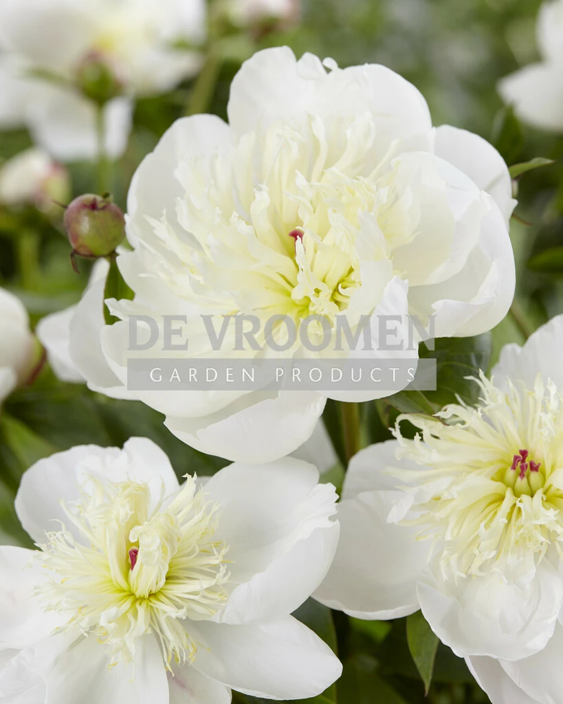 Paeonia Immaculee | 60 pcs - De Vroomen