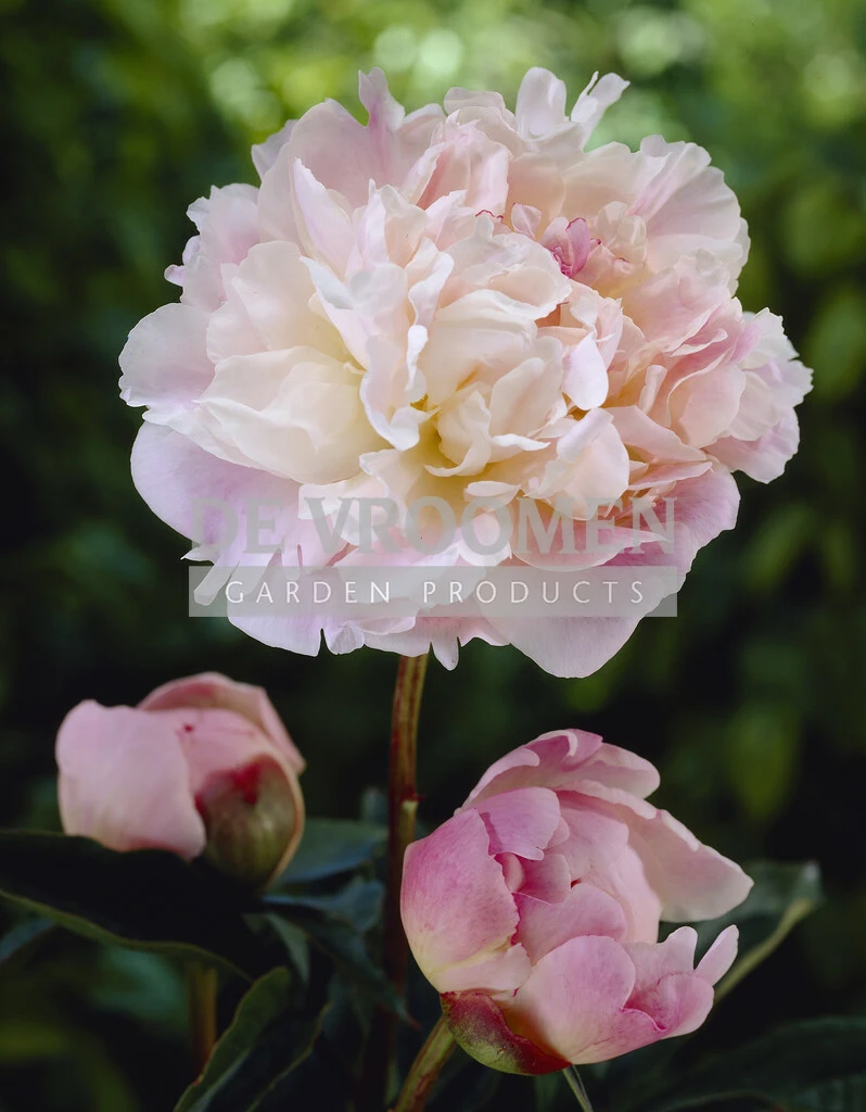 Paeonia Lady Alexandra Duff | 60 pcs - De Vroomen