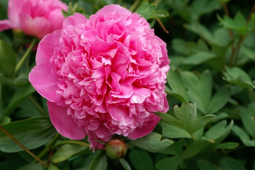 Paeonia Monsieur Jules Elie | 60 pcs - De Vroomen