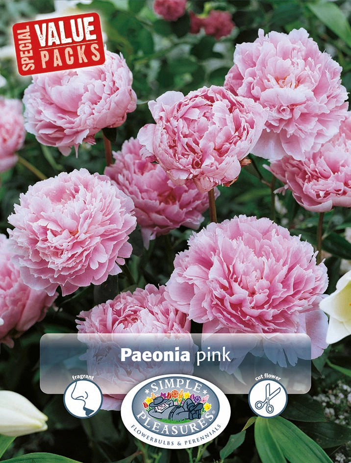 Paeonia Peony Hardy Pink | Capper 15 x 2 - De Vroomen