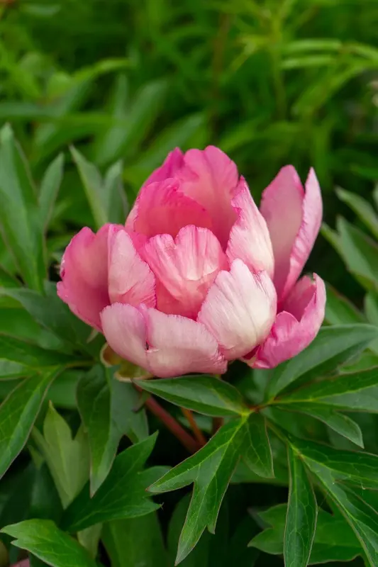 Paeonia Pink Double Dandy | 5 pce - De Vroomen