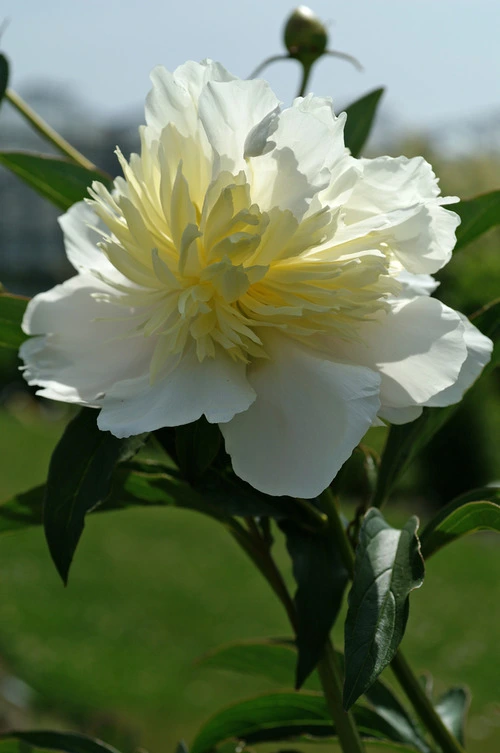 Paeonia Primevere | 60 pcs - De Vroomen