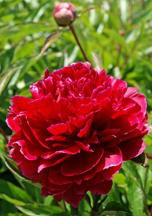 Paeonia Red Sarah Bernhardt | 60 pcs - De Vroomen