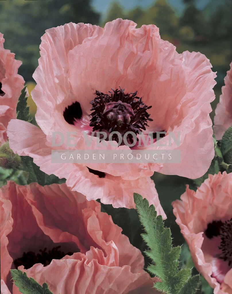 Papaver Mrs. Perry | 200 pcs - De Vroomen