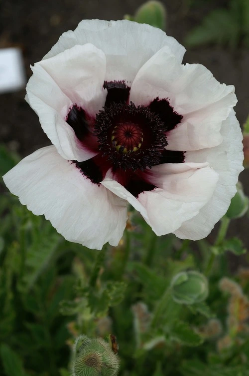 Papaver Perry's White | 200 pcs - De Vroomen
