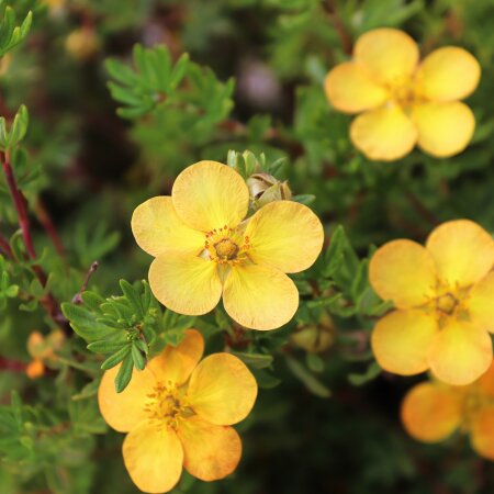 Potentilla Bulbs & Bare Roots - De Vroomen Canada - De Vroomen