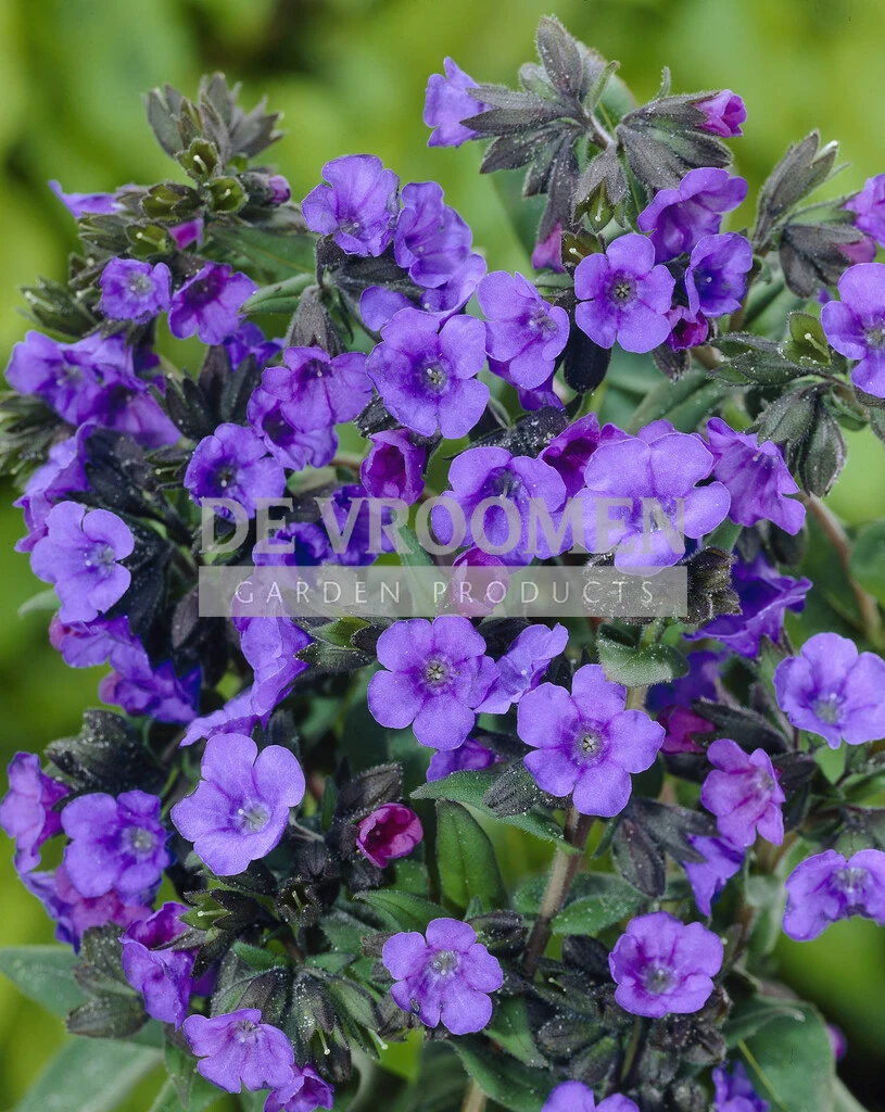 Pulmonaria Blue Ensign | 25 pcs - De Vroomen