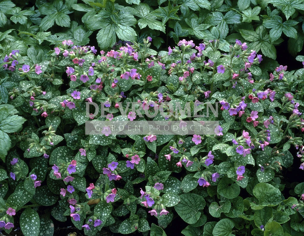 Pulmonaria Mrs. Moon | 200 pcs - De Vroomen