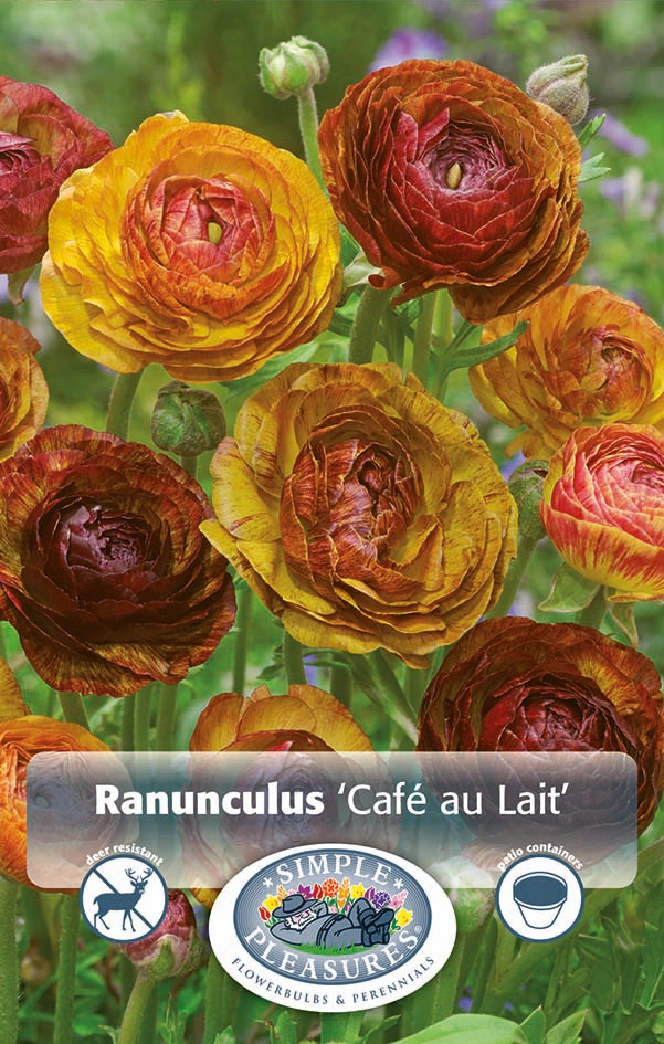 Ranunculus Cafe Au Lait | Capper 15 x 10 - De Vroomen