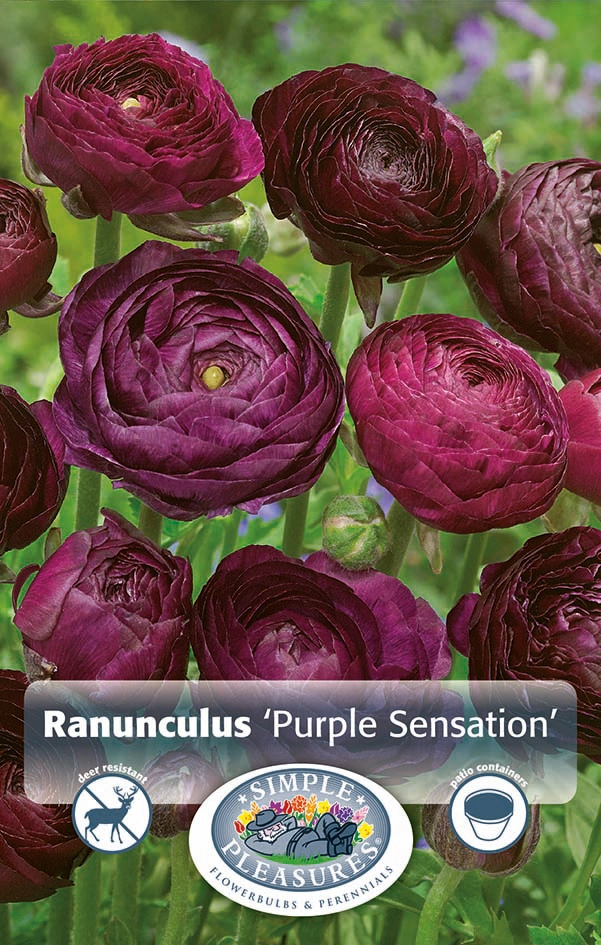 Ranunculus Purple Sensation | Capper 15 x 10 - De Vroomen