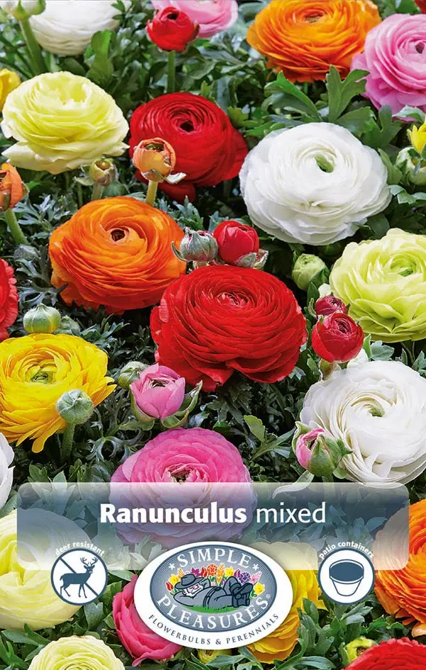 Ranunculus Mixed | Capper 15 x 10 - De Vroomen