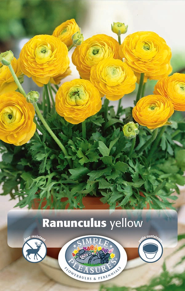 Ranunculus Yellow | Capper 15 x 10 - De Vroomen