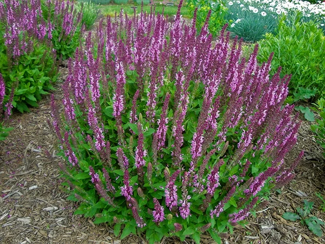 Salvia Sensation Rose | 25 pcs - De Vroomen