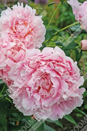 Paeonia Sarah Bernhardt | 15 pcs - De Vroomen