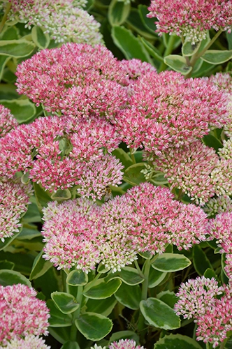Sedum Autumn Charm | 200 pcs - De Vroomen