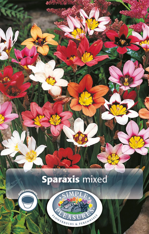 Sparaxis Mixed Tricolor Sparaxis | Capper 15 x 20 - De Vroomen