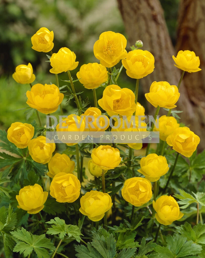 Trollius Lemon Queen | 25 pcs - De Vroomen