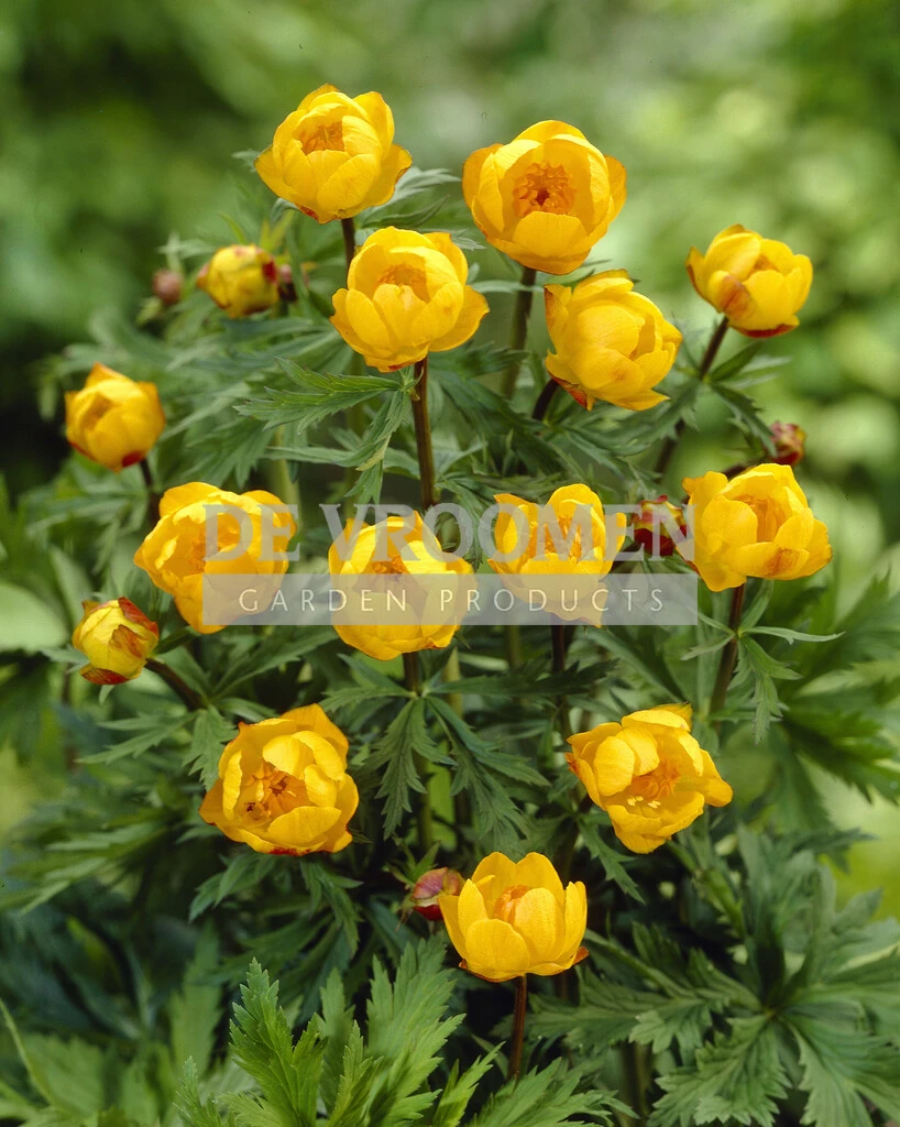 Trollius Superbus | 250 pcs - De Vroomen