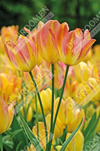 Tulip Antoinette | 50 pcs - De Vroomen