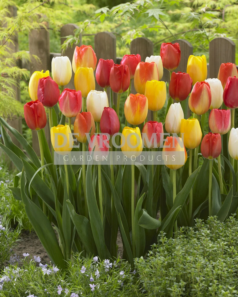 Tulip Artist's Palette Blend | 50 pcs - De Vroomen