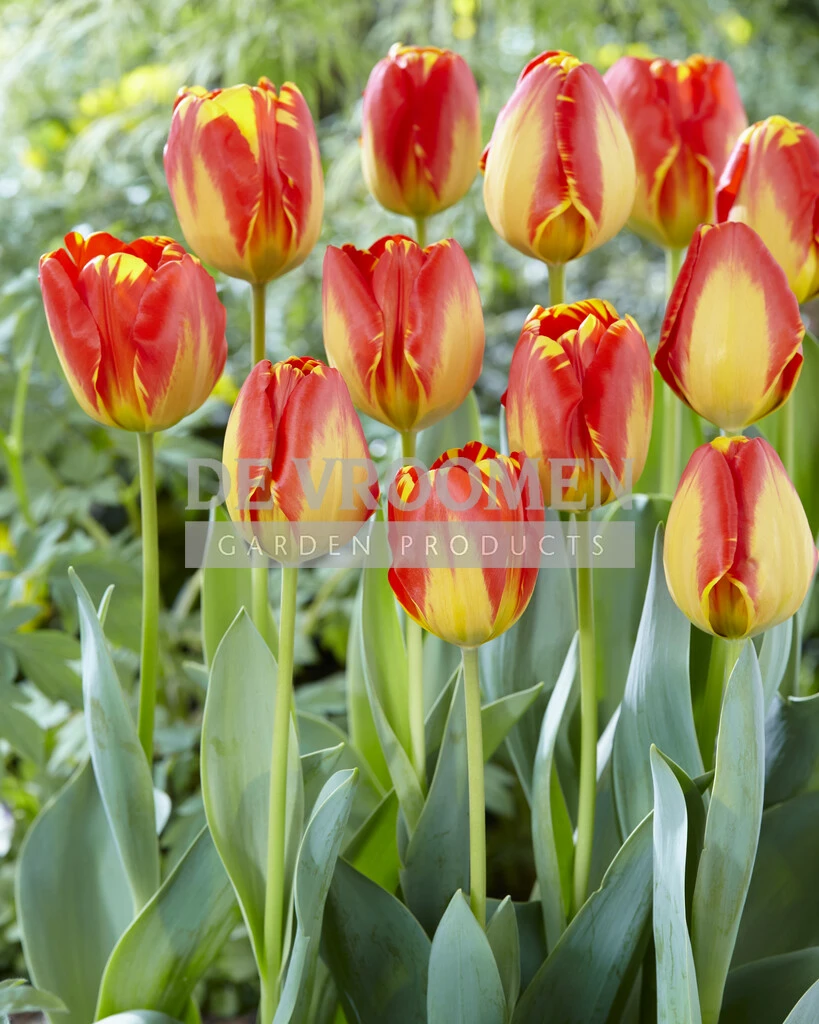 Tulip Banja Luka | 50 pcs - De Vroomen