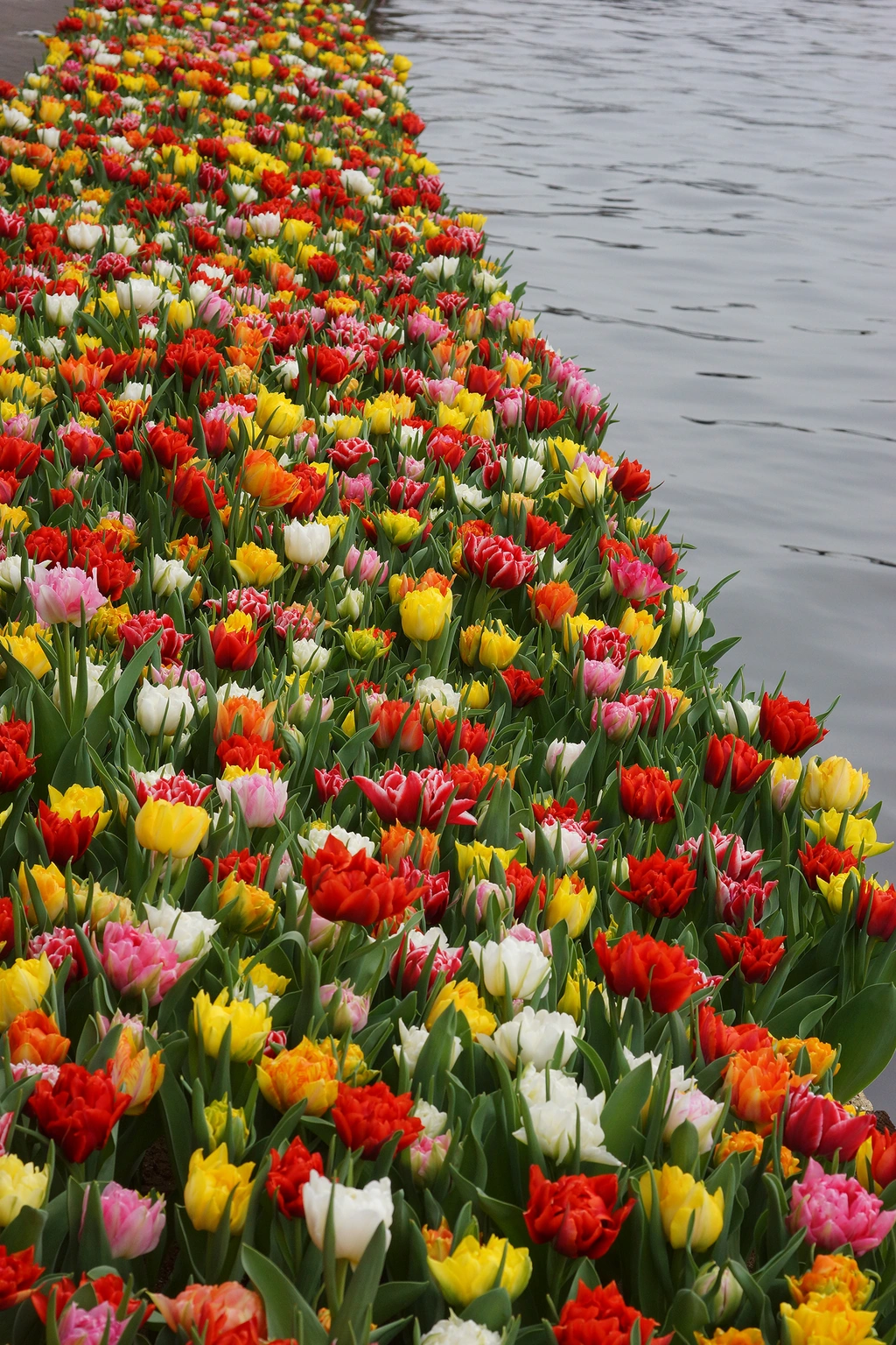 Tulip Blend Double Pleasure | 50 pcs - De Vroomen