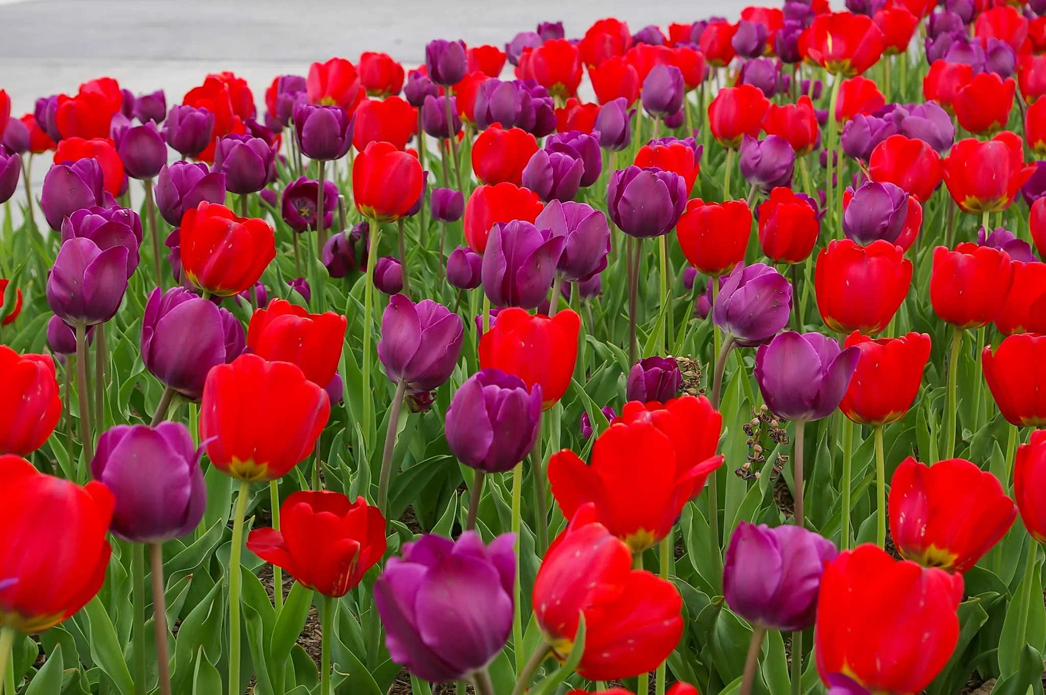 Tulip Blend Escapade | 50 pcs - De Vroomen