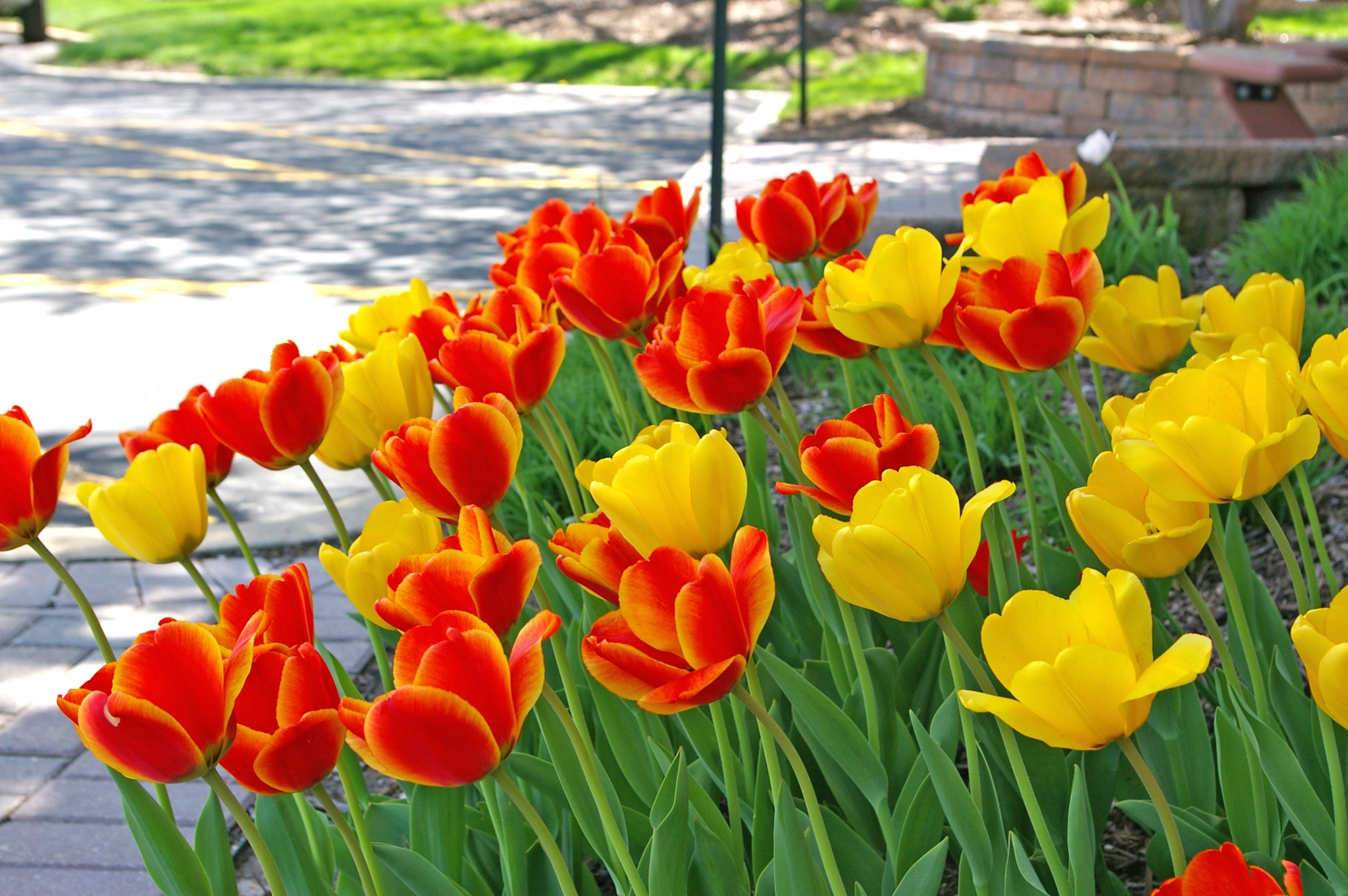 Tulip Blend Golden Embers | 50 pcs - De Vroomen