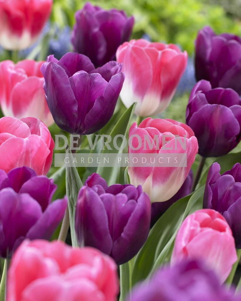 Tulip Blend Mixed Feelings | 50 pcs - De Vroomen