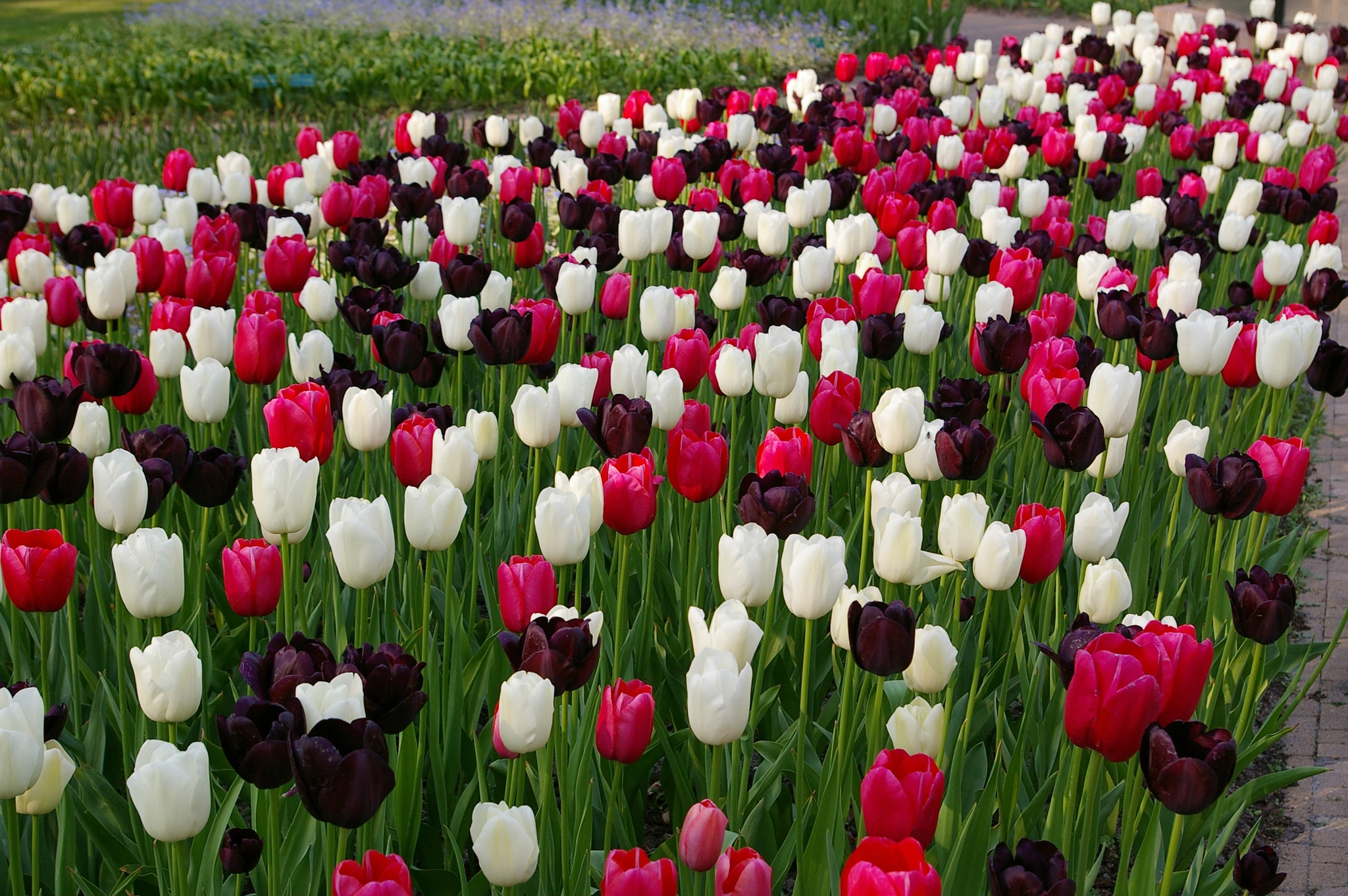 Tulip Blend Night and Day | 50 pcs - De Vroomen