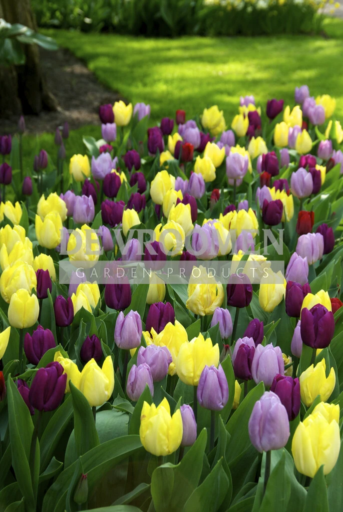 Tulipa Blend Prince Mix | 50 pcs - De Vroomen
