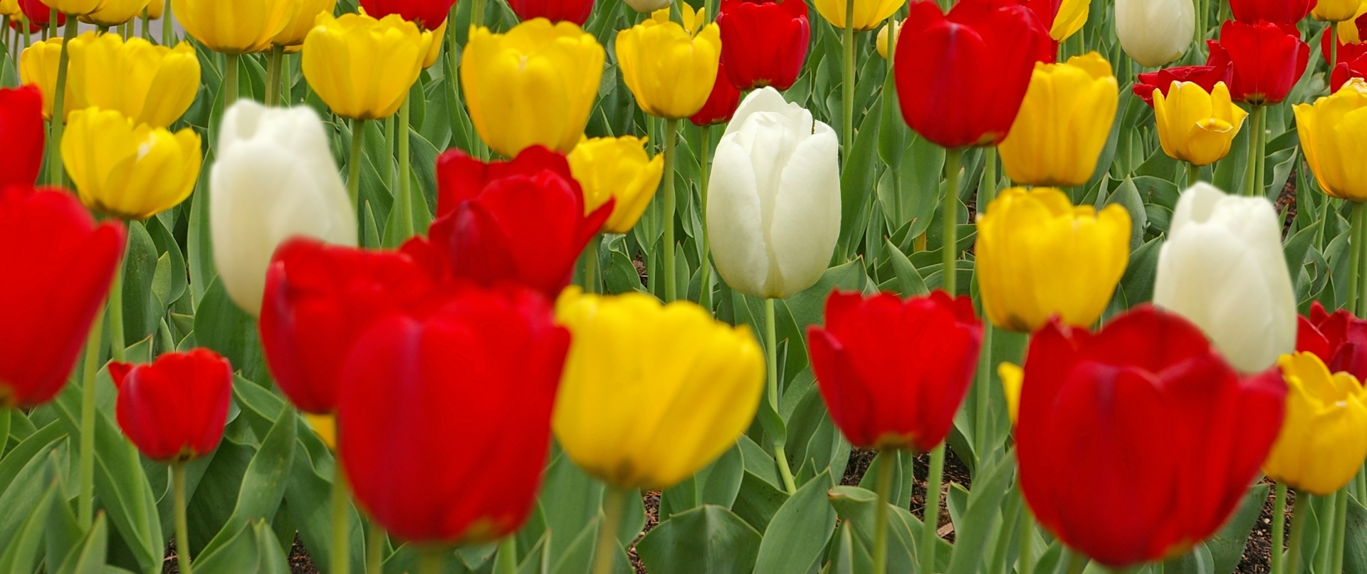 Tulip Blend Quintastic | 50 pcs - De Vroomen