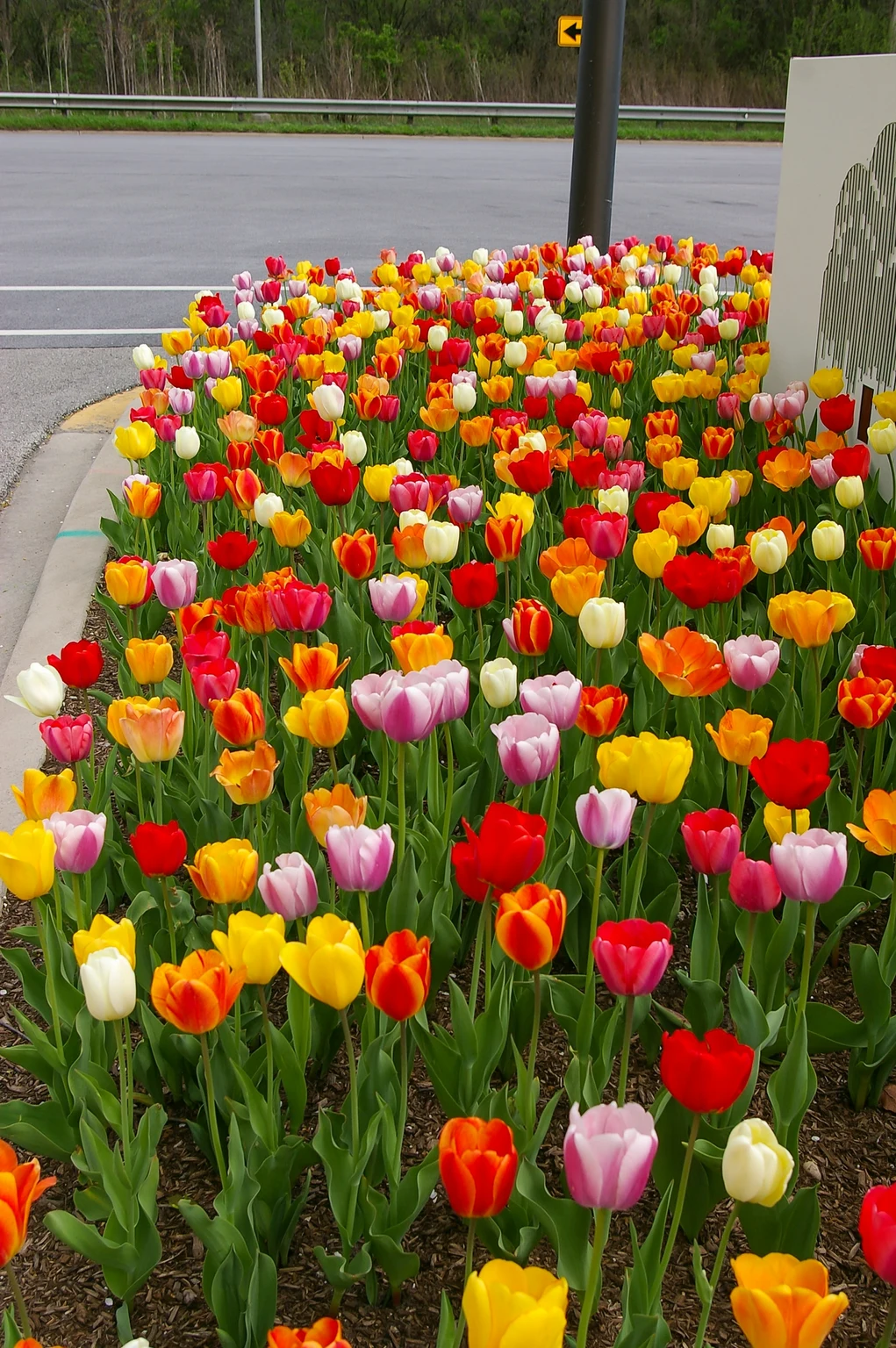 Tulip Blend River Road | 50 pcs - De Vroomen