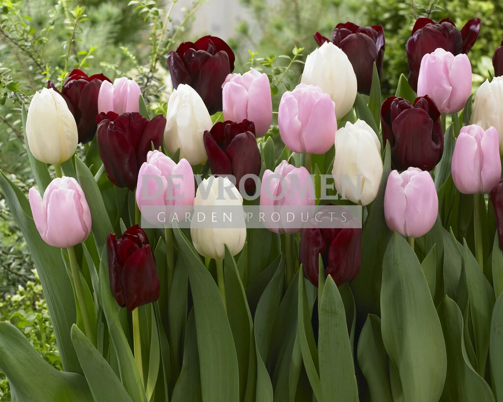 Tulip Blend Romance in Bloom | 50 pcs - De Vroomen