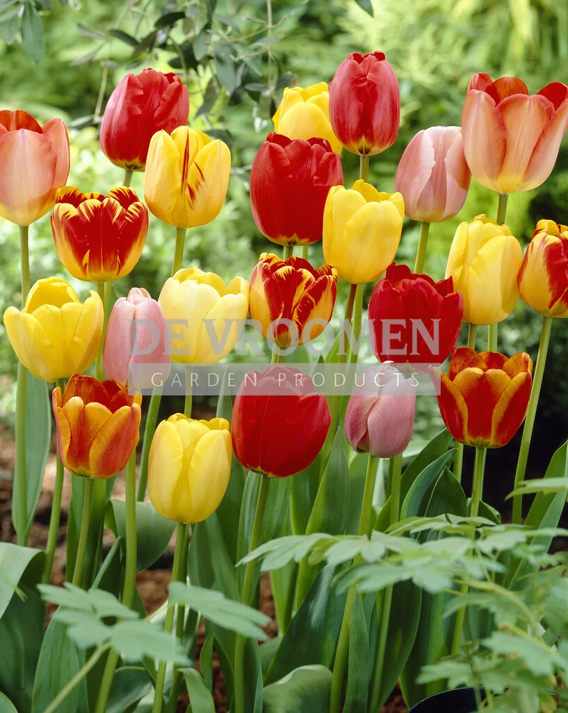 Tulip Darwin Hybrid Mix | 50 pcs - De Vroomen