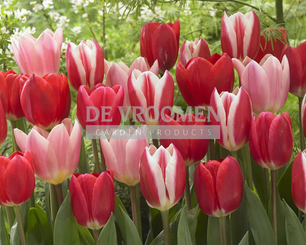 Tulip Delight Blend | 50 pcs - De Vroomen
