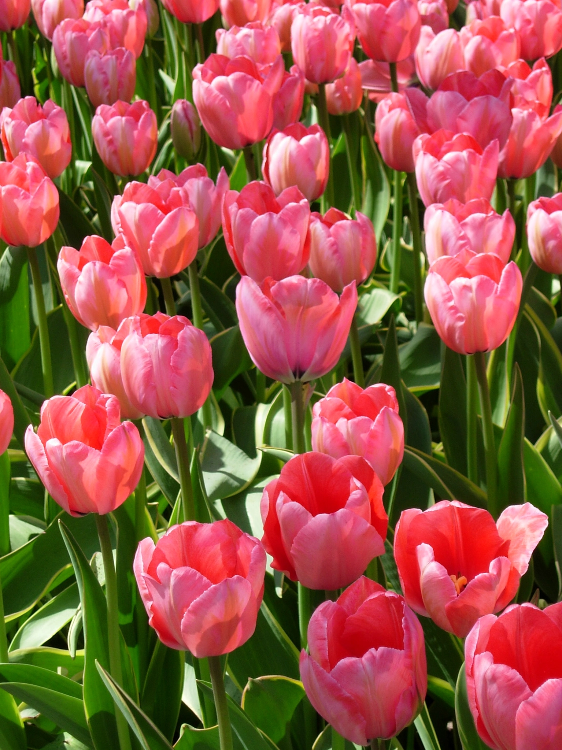 Tulip Design Impression | 50 pcs - De Vroomen