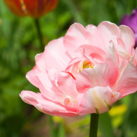 Tulip Double Early - De Vroomen