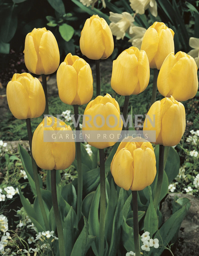Tulip Golden Parade | 50 pcs - De Vroomen