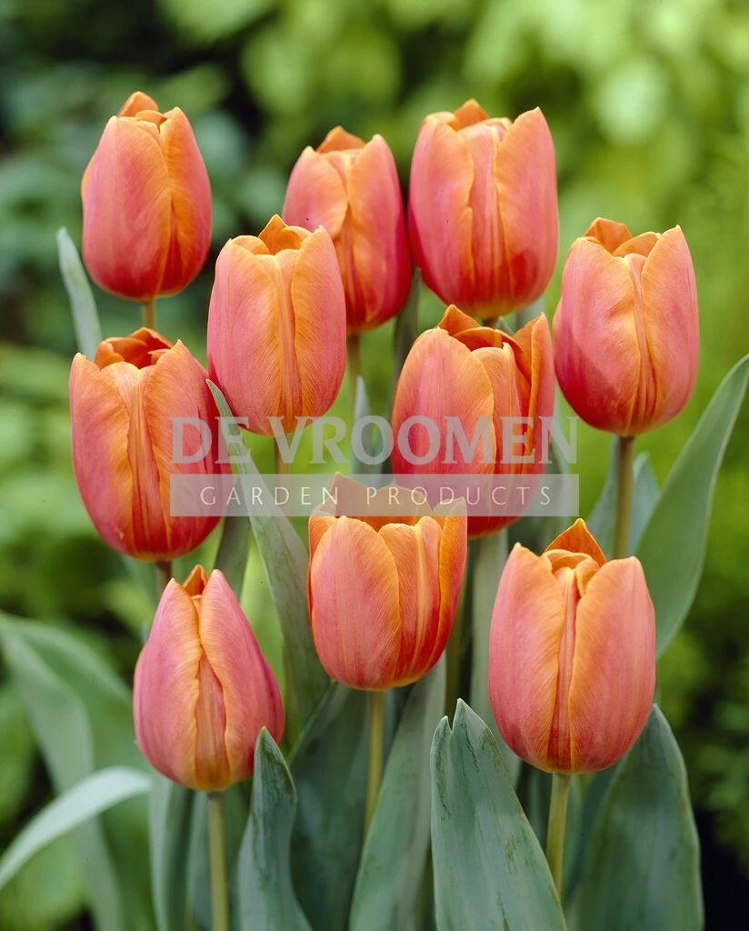 Tulip Jimmy | 50 pcs - De Vroomen