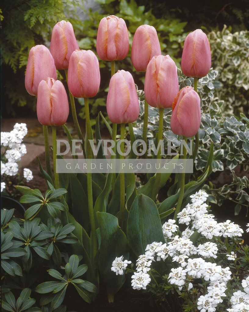 Tulipa Single Late Menton | 50 pcs - De Vroomen