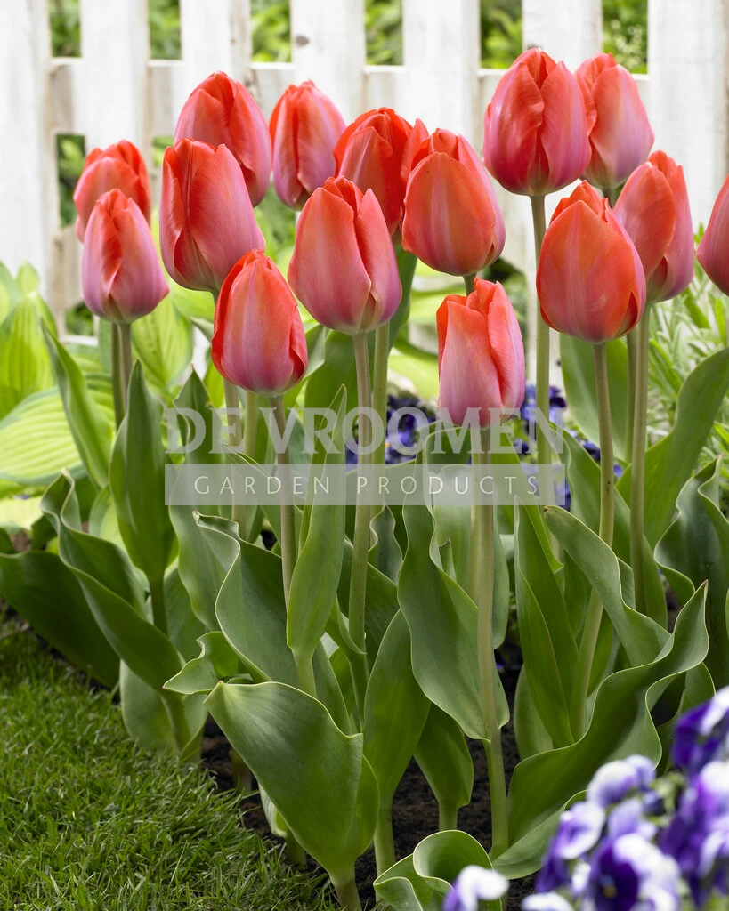 Tulip Orange van Eijk | 50 pcs - De Vroomen