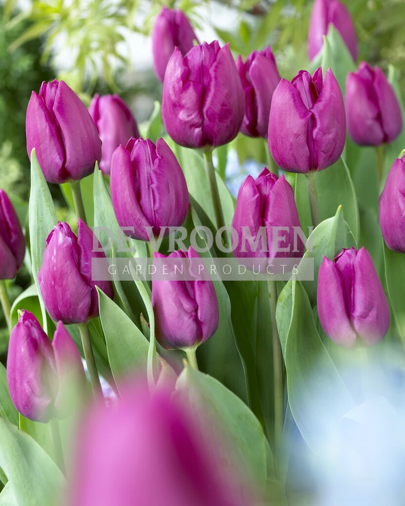 Tulip Purple Prince | 50 pcs - De Vroomen