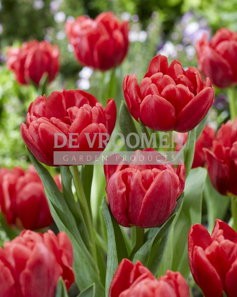 Tulip Red Foxtrot | 50 pcs - De Vroomen