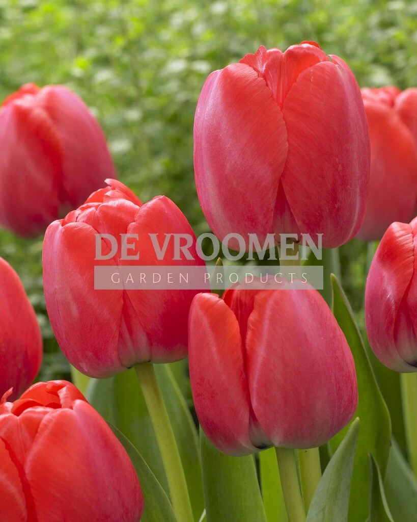 Tulip Red Pride | 50 pcs - De Vroomen